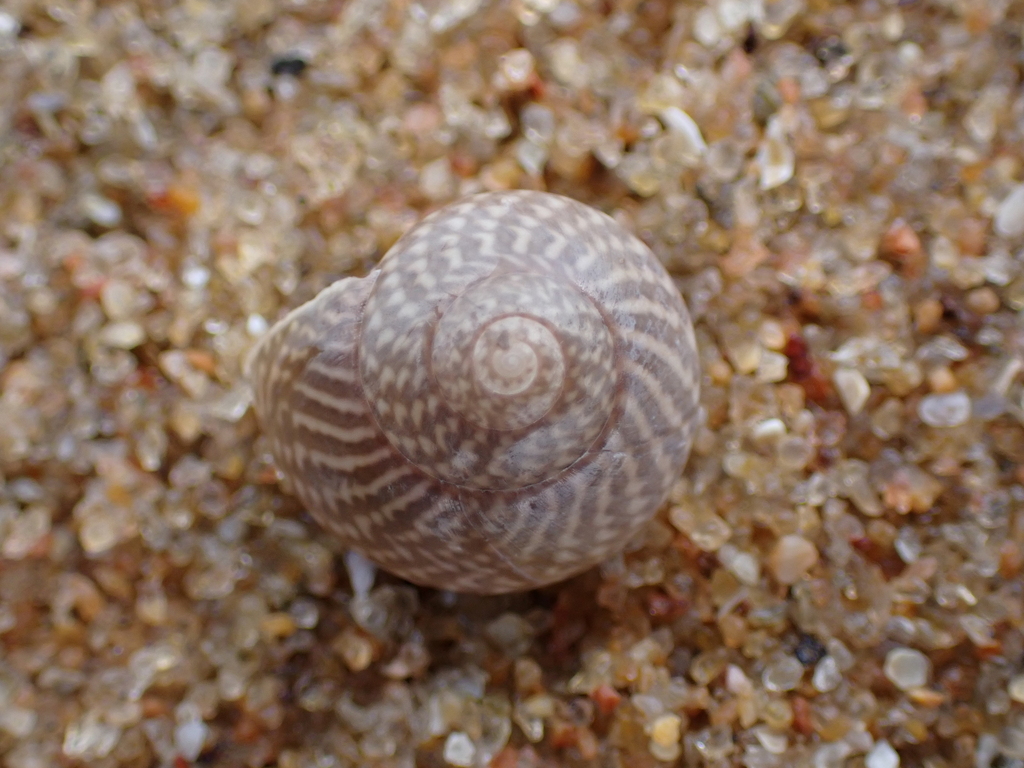 Sand Snail from Andhra Pradesh, India on November 21, 2023 at 12:29 PM ...