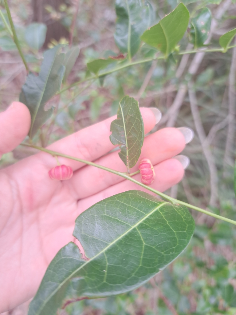 Cheese Tree in November 2023 by econico · iNaturalist