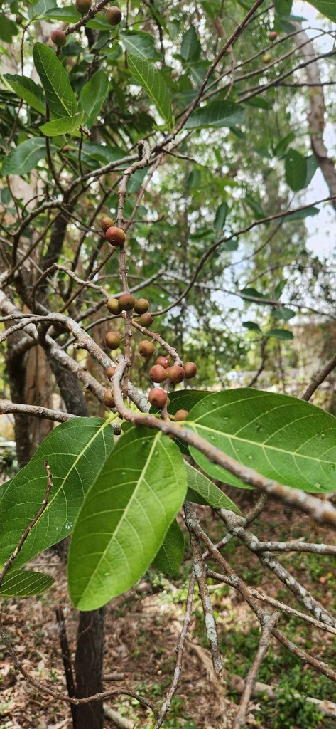 Figs from Christensen St at Machans St (Machans Beach SS), Machans ...