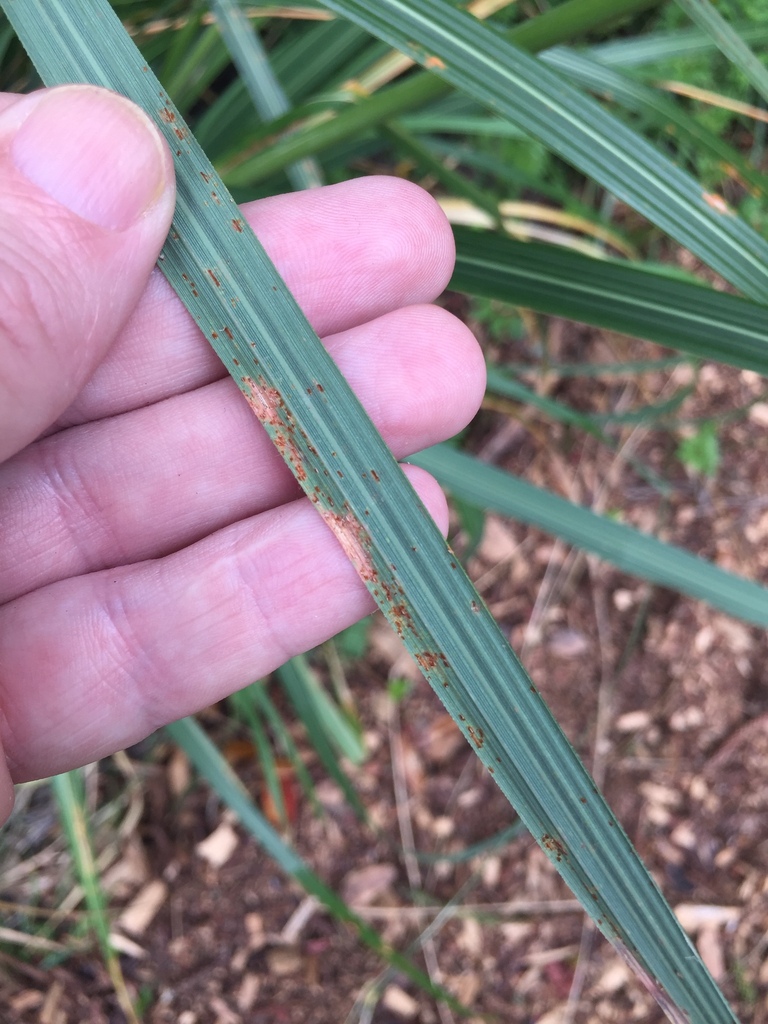 Uredo toetoe from Auckland, New Zealand on November 22, 2023 at 02:52 ...