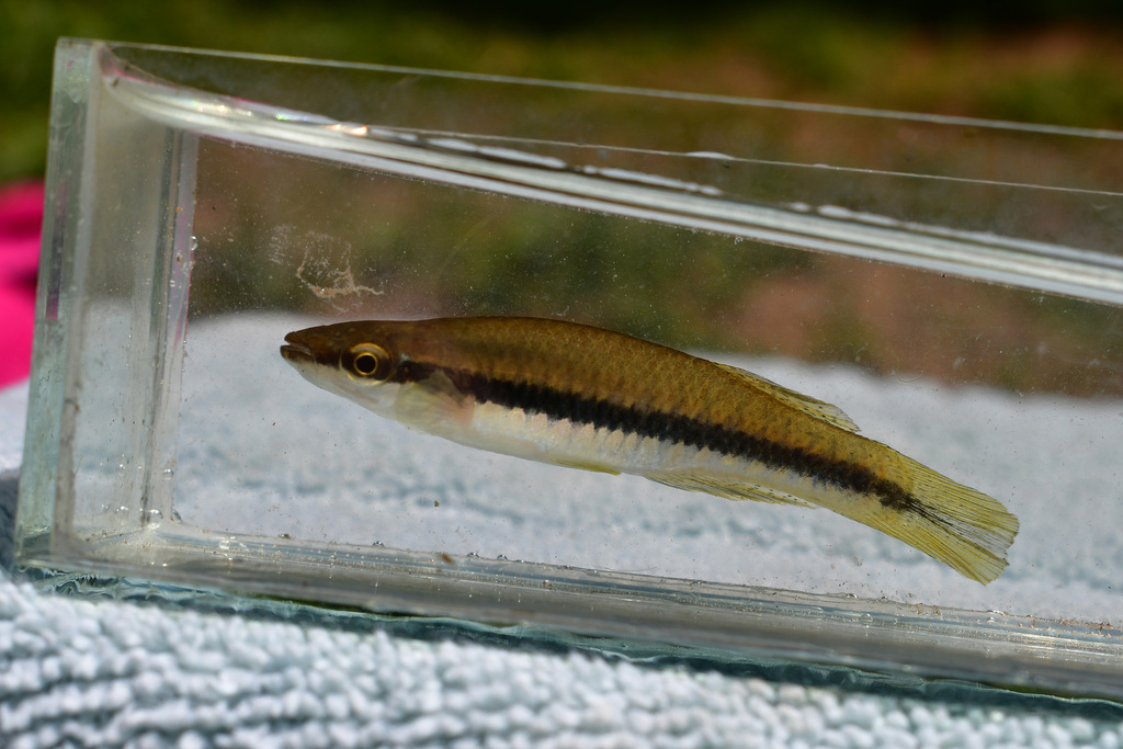 Blackstripe Topminnow from Jackson County, IL, USA on May 21, 2023 at ...