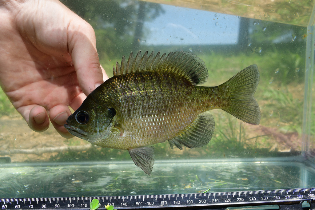 Northern Bluegill from Jackson County, IL, USA on May 21, 2023 at 08:10 ...
