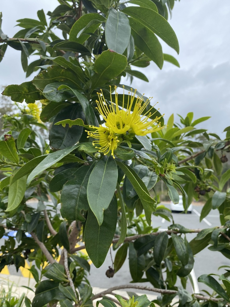 Golden Penda from Hans St, Caloundra West, QLD, AU on November 22, 2023 ...