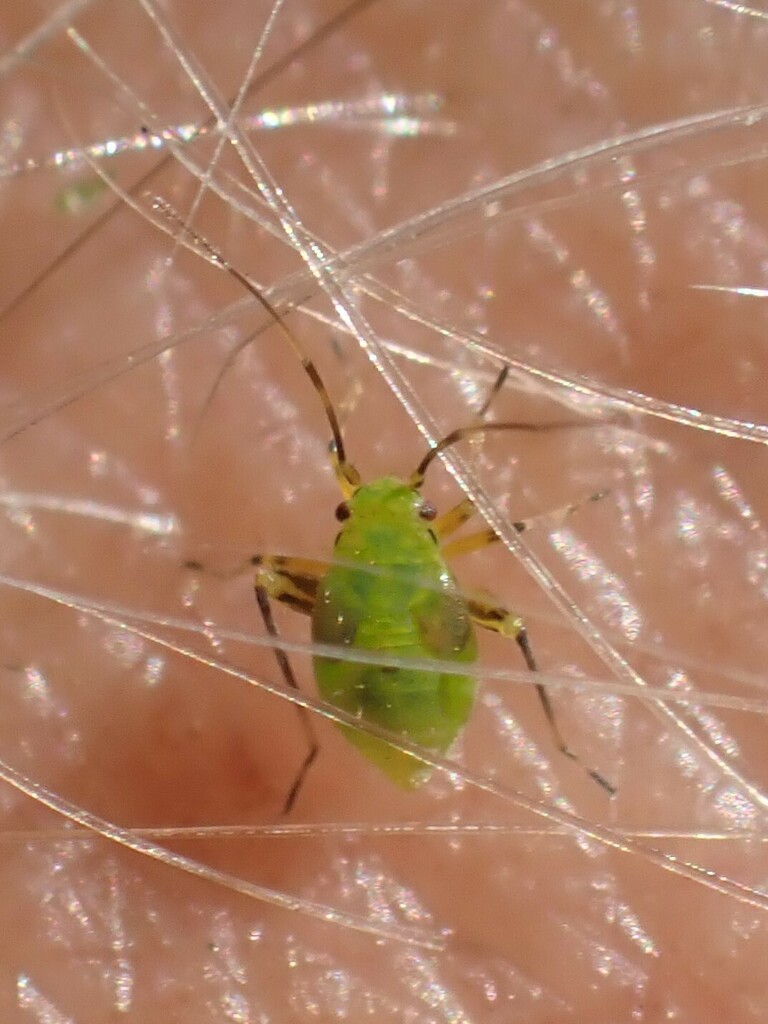 Halticus in August 2022 by Angus Mossman. Tiny things in yard. ID ...