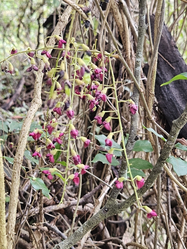 Blood Vine from Eatons Hill QLD 4037, Australia on November 22, 2023 at ...