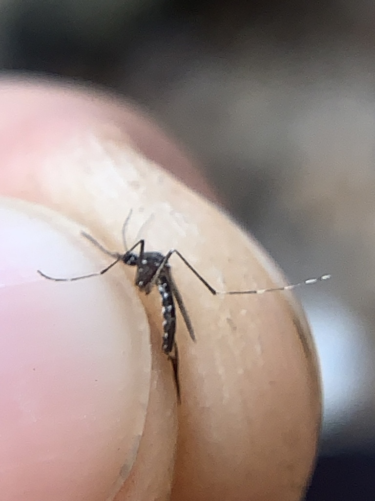 Asian Tiger Mosquito from CR-193, Alvin, TX, US on November 20, 2023 at 04:32 PM by Amanda ...