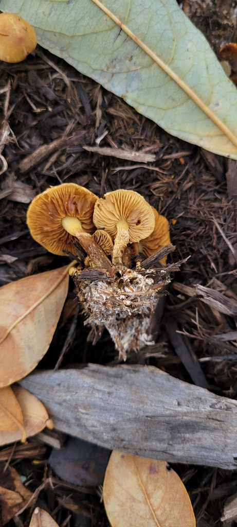 Fungi Including Lichens from Cornwall Park, Bellingham, WA 98225, USA ...
