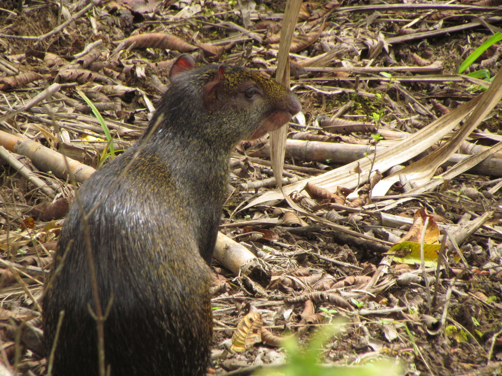 Guatín (Mamiferos Universidad Tecnológica de Pereira) · iNaturalist