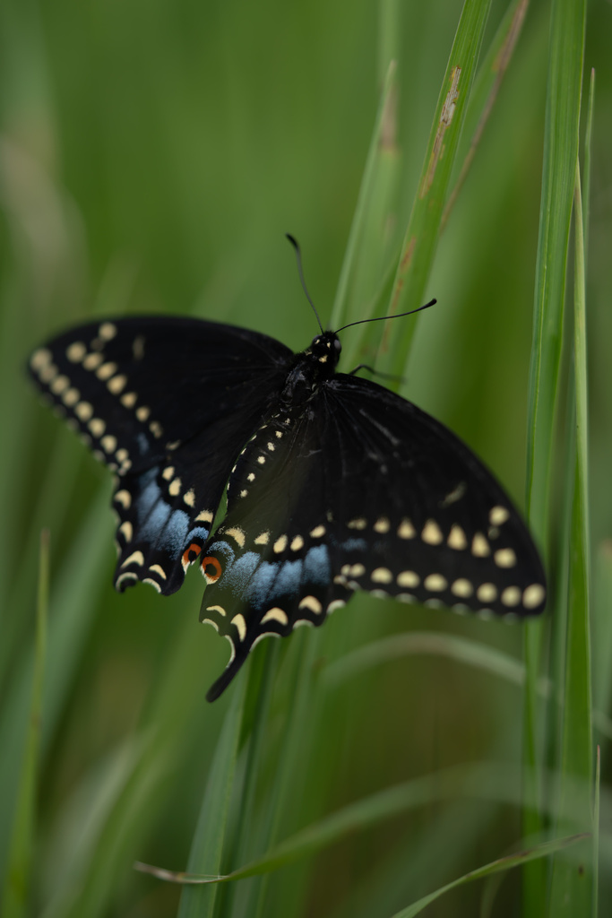 Black Swallowtail from Sand Prairie, Iowa City, IA, US on May 18, 2023 ...