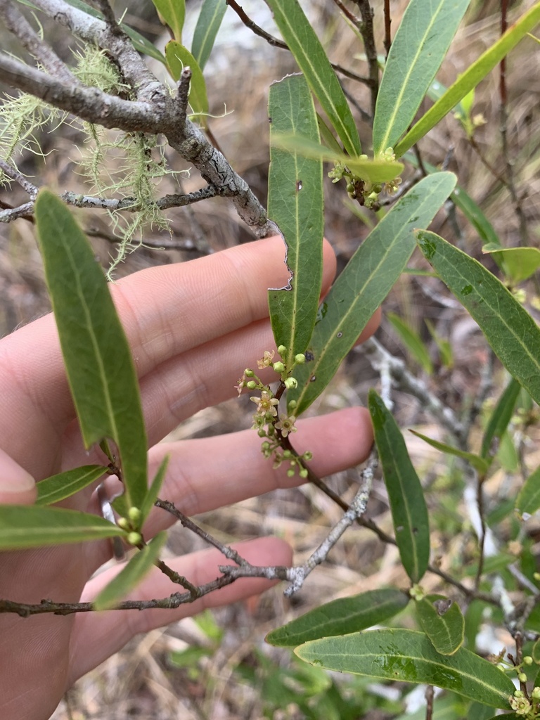 Denhamia from Stanley Pocket Rd, Crossdale, QLD, AU on November 22 ...