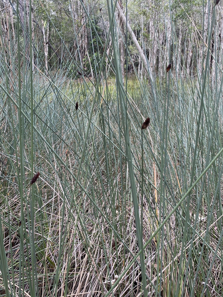 grey sedge from Ben Bennett Bushland Park, Caloundra, QLD, AU on ...