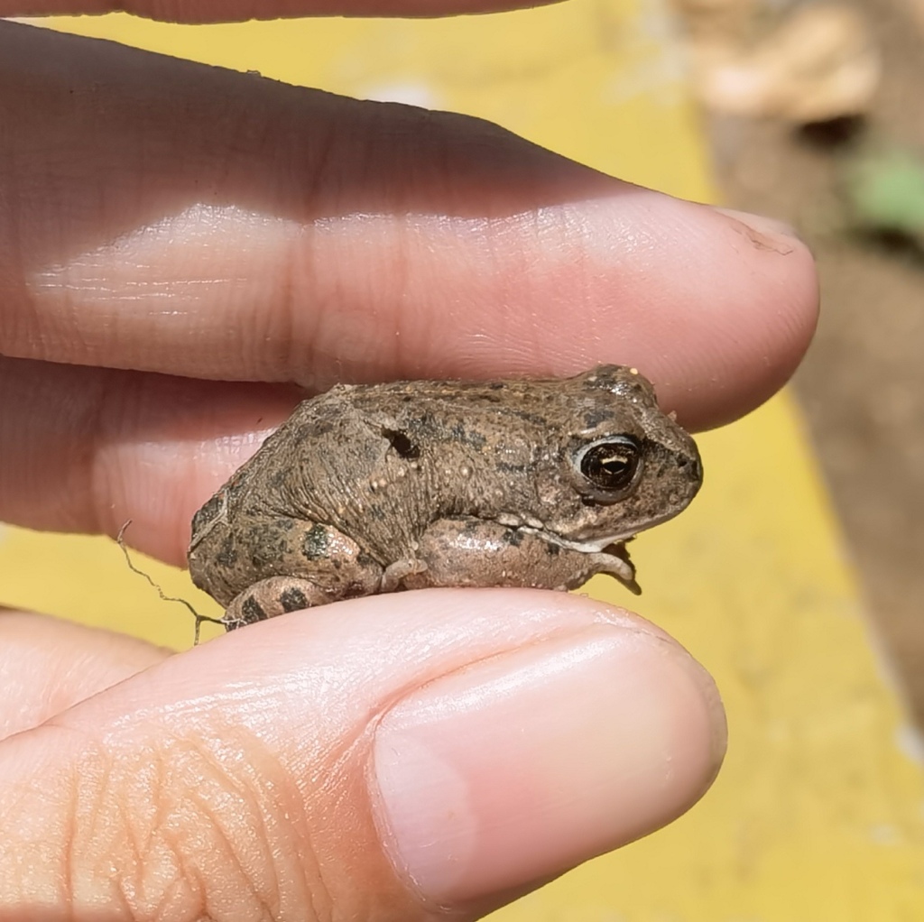 Mongolian Toad from Yantai, CN-SD, CN on August 14, 2023 at 12:19 PM by ...