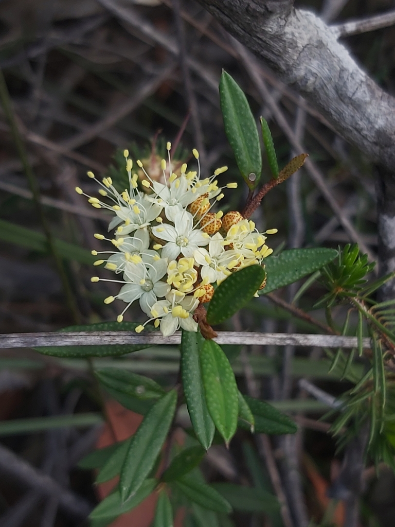 scaly phebalium from Ku-ring-gai Chase NSW 2084, Australia on July 28 ...