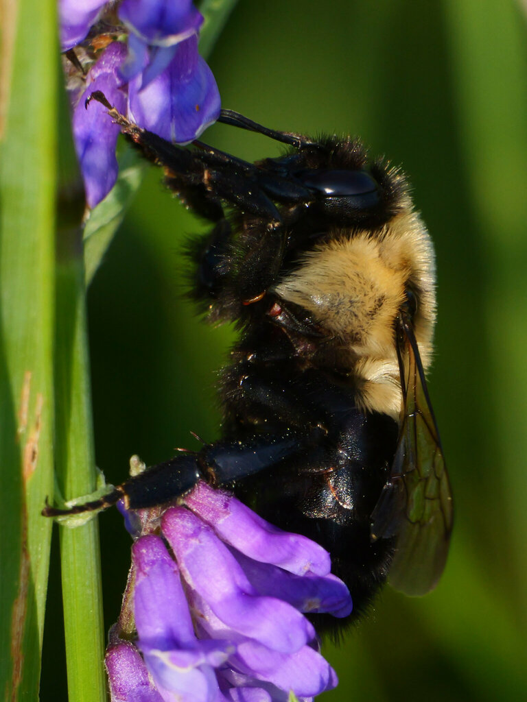 Common Eastern Bumble Bee from Hilliardton Marsh on July 7, 2023 at 06: ...