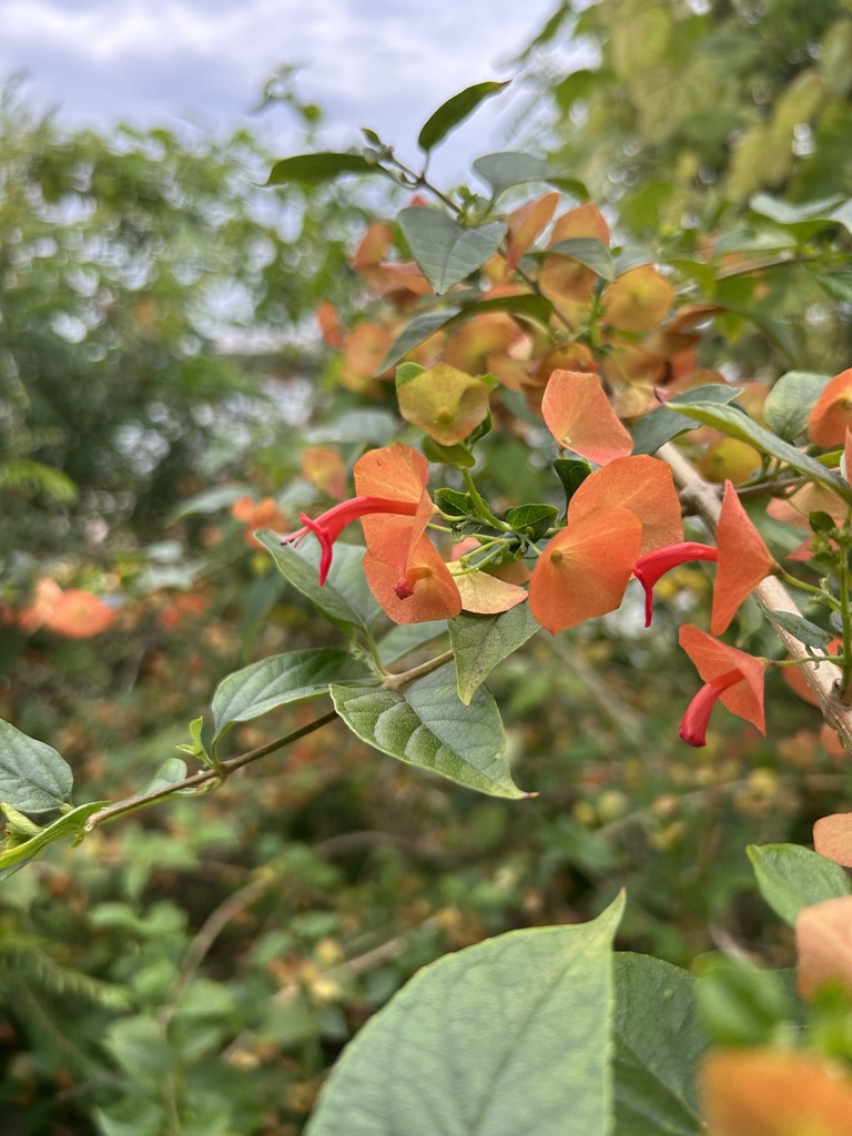 Chinese Hat Plant from Singapore Island, SG on November 22, 2023 at 08: ...