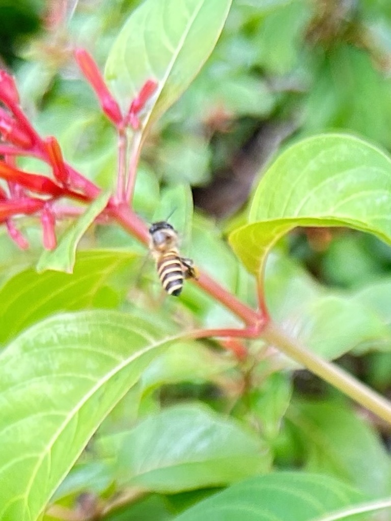 Asian Honey Bee from Gardens by the Bay, SG on November 22, 2023 at 08: ...
