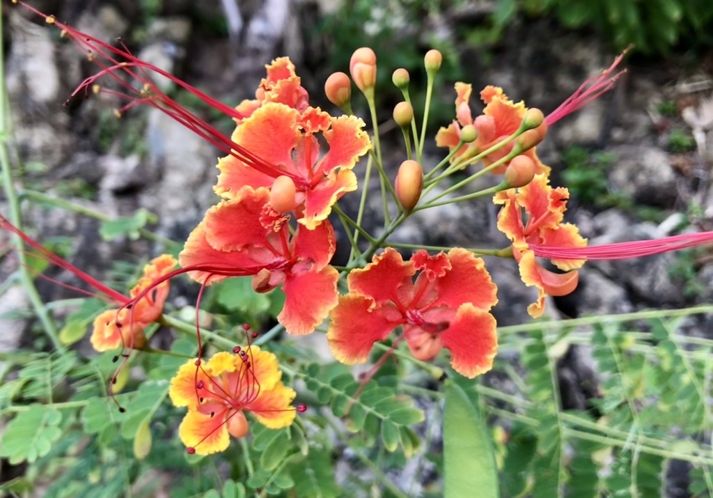 peacock flower from Zona Romántica, Emiliano Zapata, Puerto Vallarta ...