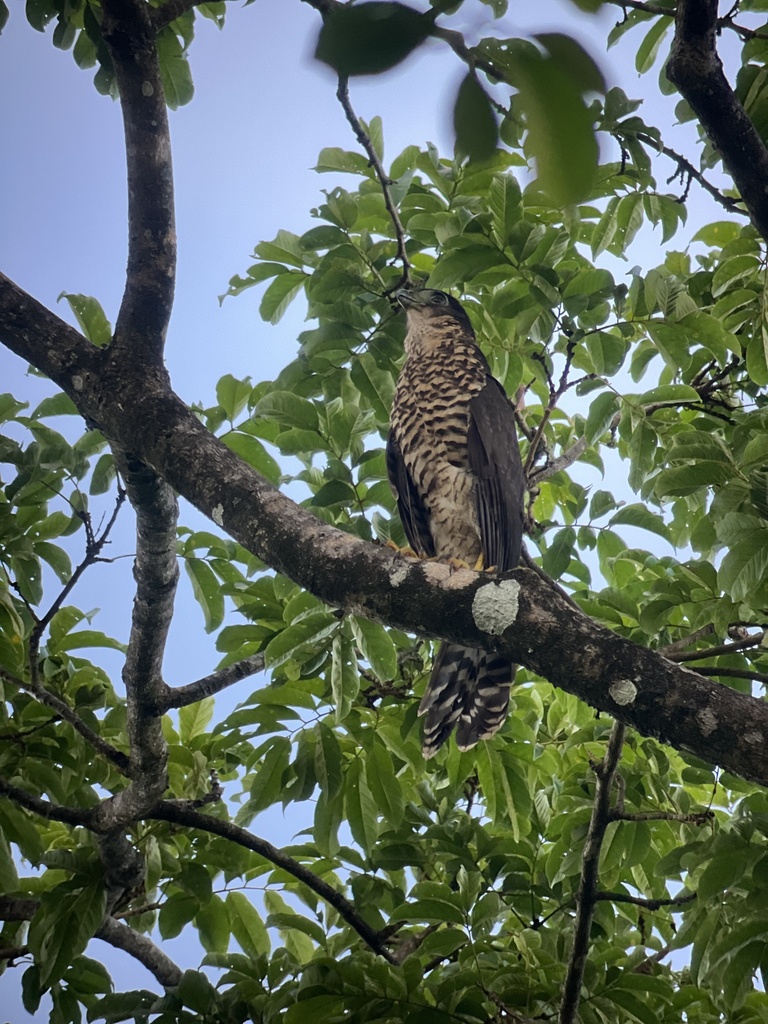 Collared Forest-Falcon from Bocas del Toro, PA on November 21, 2023 at ...