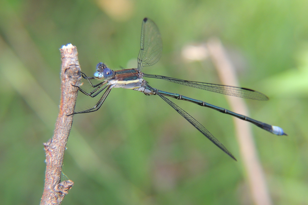 Smoky Spreadwing from Guadalupe Victoria, 62746 Cuautla, Mor., México ...