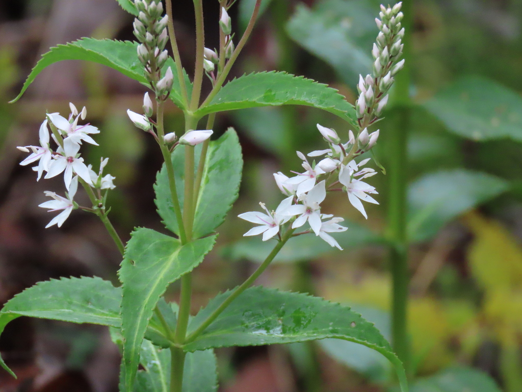 derwent speedwell from Bullocks Walking Track, Thredbo NSW 2627 ...