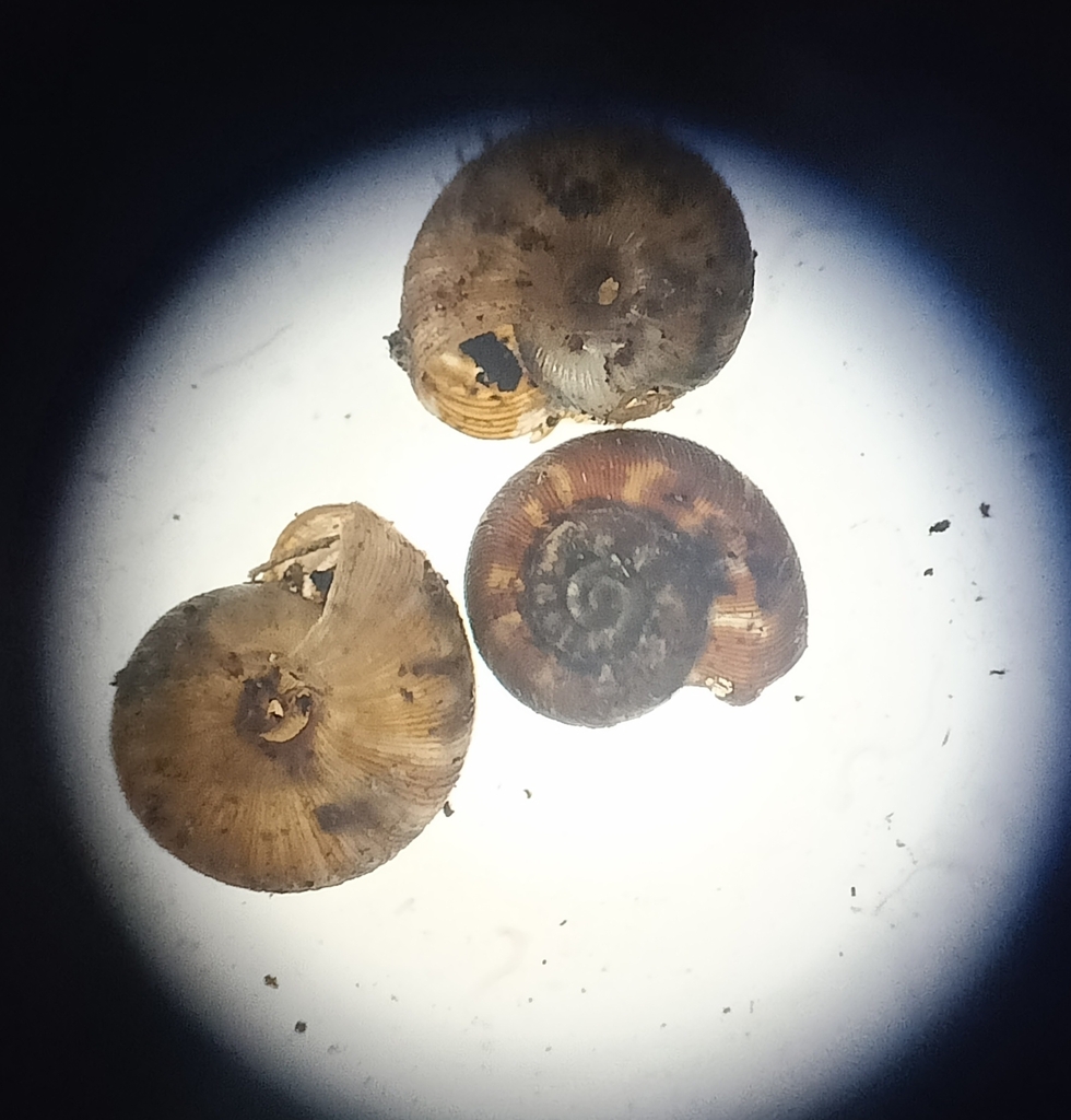 Charopidae from Ōtāne 4277, New Zealand on November 21, 2023 at 11:45 ...