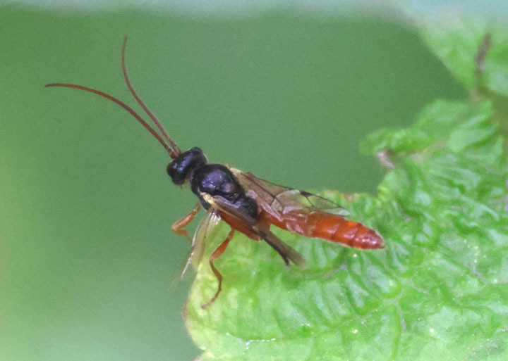 Colpognathus helvus from Kent Park on July 19, 2023 at 05:41 PM by Mark Brown · iNaturalist