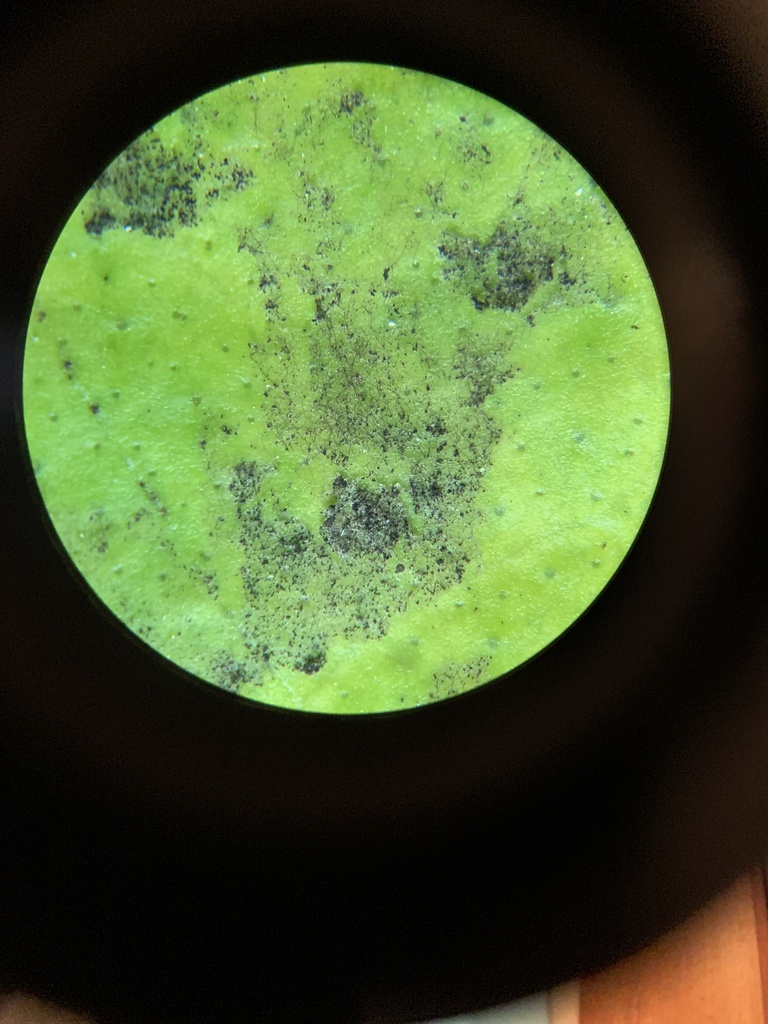 Aithaloderma citri from E Brock Rd, Bloomington, IN, US on November 21 ...