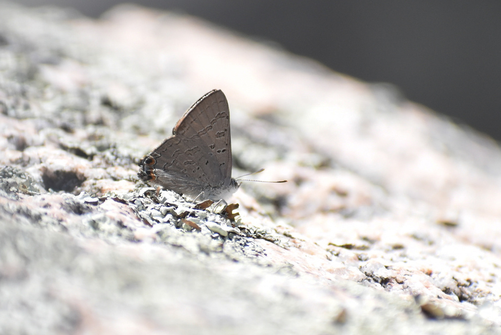 Bronze Ant-blue from Croajingolong National Park, Genoa, VIC, AU on ...