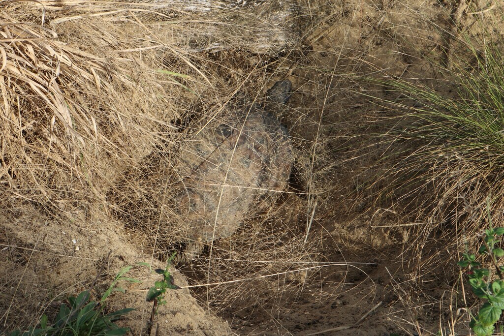 Gopher Tortoise in November 2023 by LW Ridge · iNaturalist