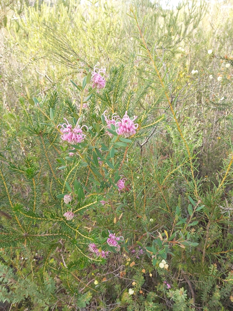 Pink Spider Flower from Ku-ring-gai Chase NSW 2084, Australia on July ...