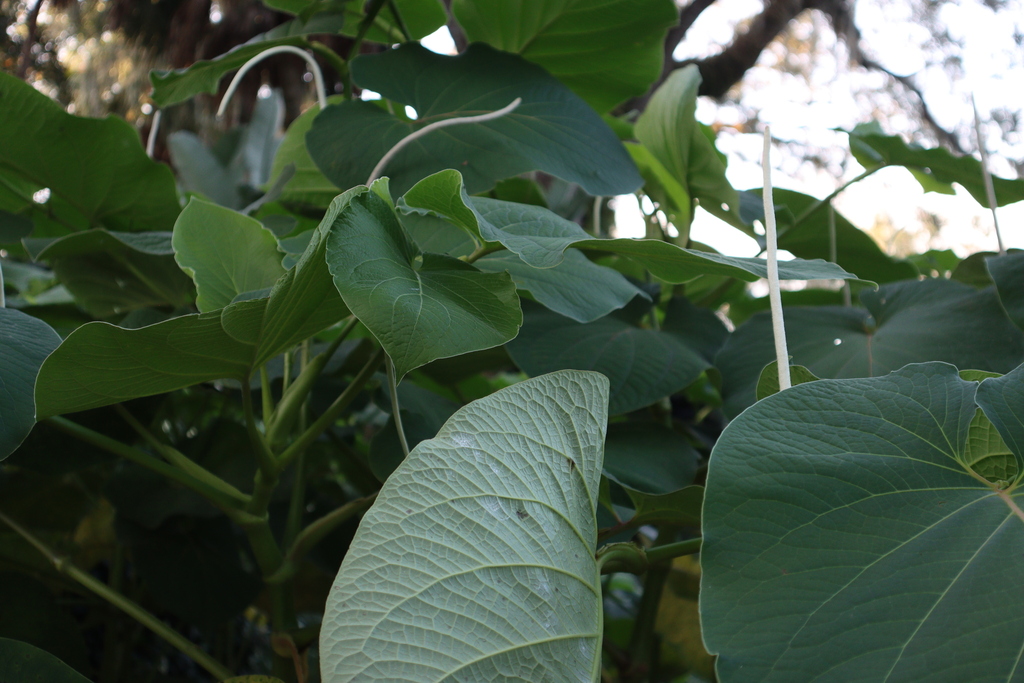 Root Beer Plant from Polk County, FL, USA on November 21, 2023 at 06:19 ...