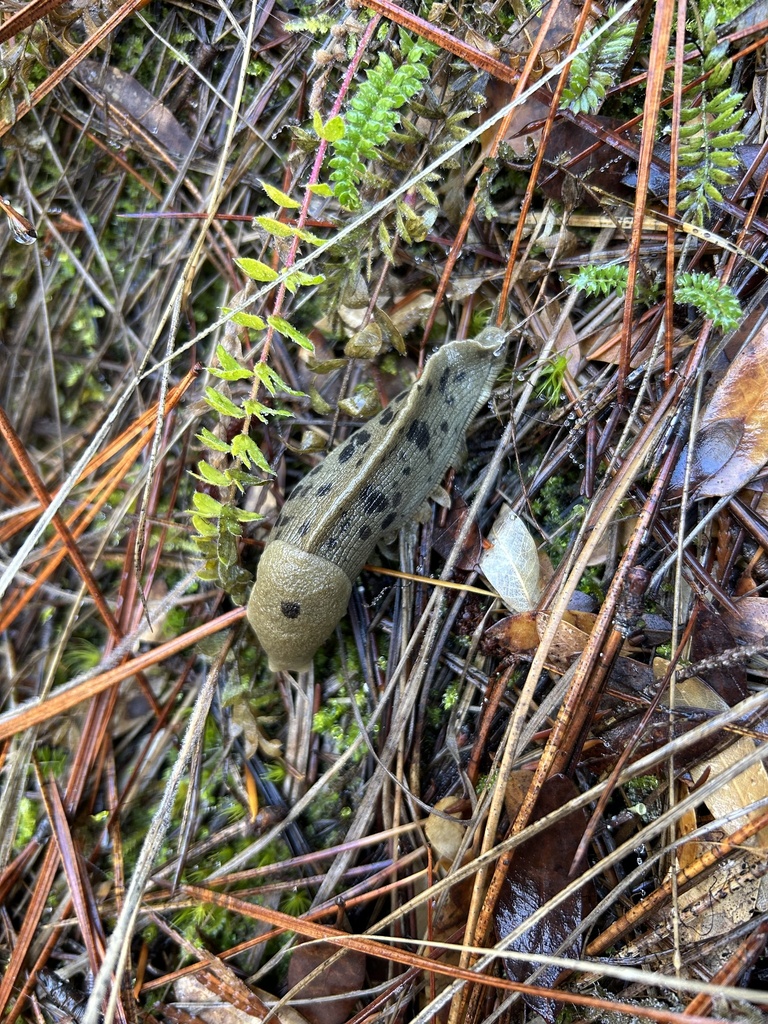 Pacific Banana Slug from Rogue River-Siskiyou National Forest, Selma ...