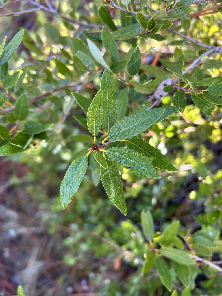 huckleberry oak from Rogue River-Siskiyou National Forest, Selma, OR ...