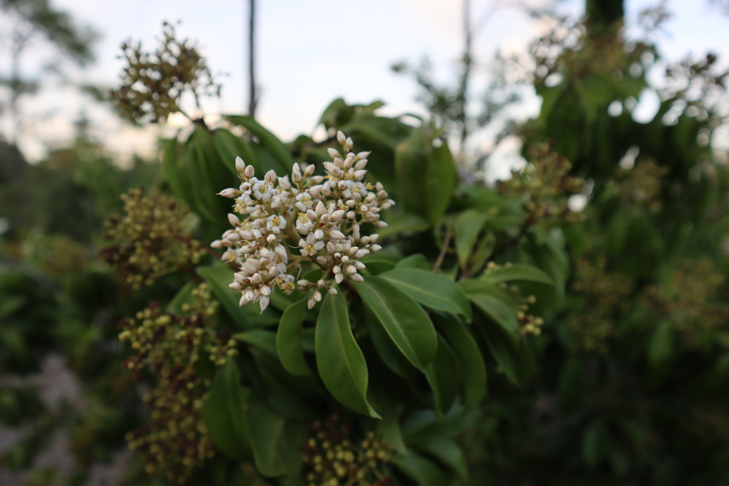Marlberry from Polk County, FL, USA on November 21, 2023 at 06:31 PM by ...