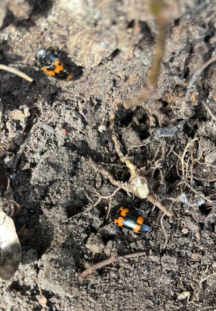 Red-banded Fungus Beetle from Baltimore Ave, Bladensburg, MD, US on ...