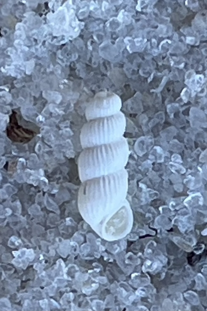 Caribbean truncatella from Everglades National Park, FL, US on November ...