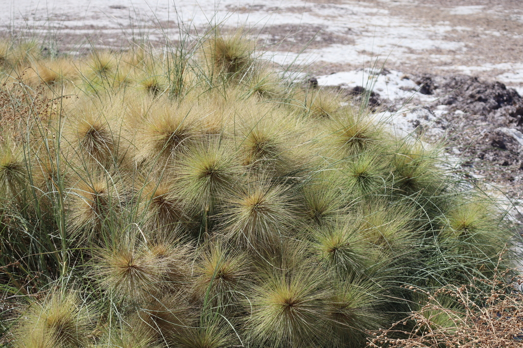 Beach Spinifex from Rottnest Island WA 6161, Australia on November 20 ...