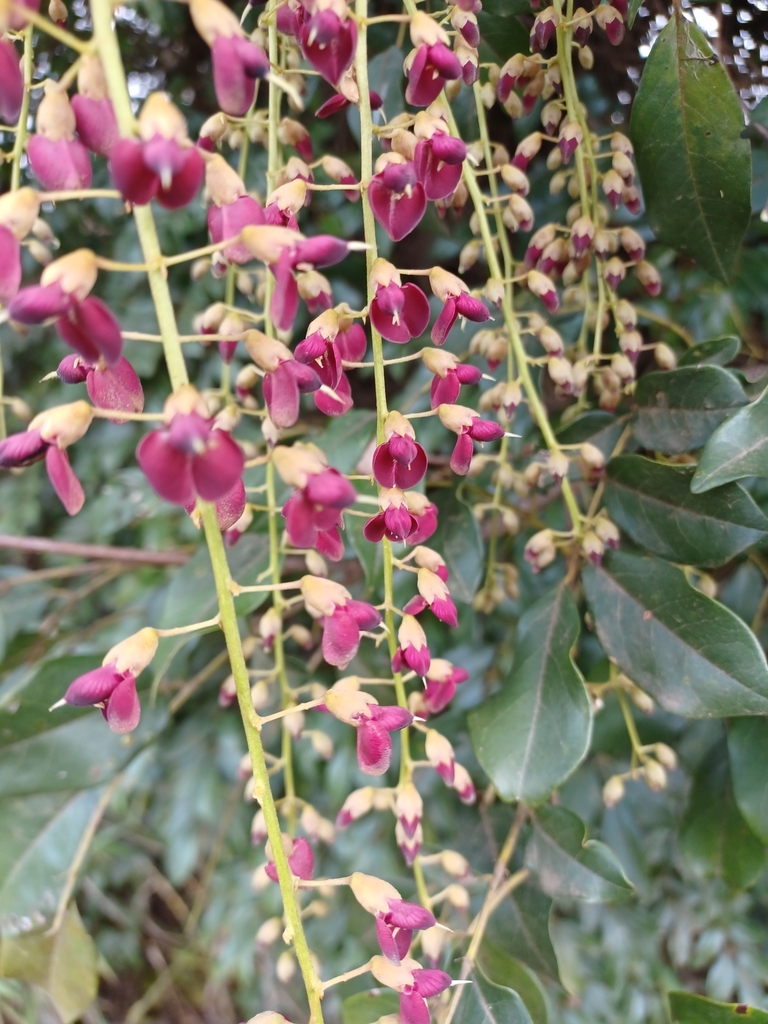 Blood Vine from Boonah, AU-QL, AU on November 22, 2023 at 02:31 PM by ...