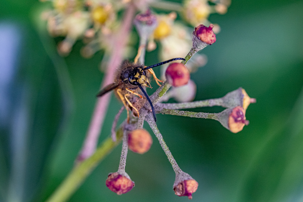 Northern Aerial Yellowjacket in November 2023 by Alan Yoshioka ...
