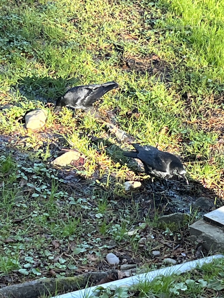 Japanese Crow from Kenrokuen, Kanazawa, Ishikawa, JP on November 22 ...
