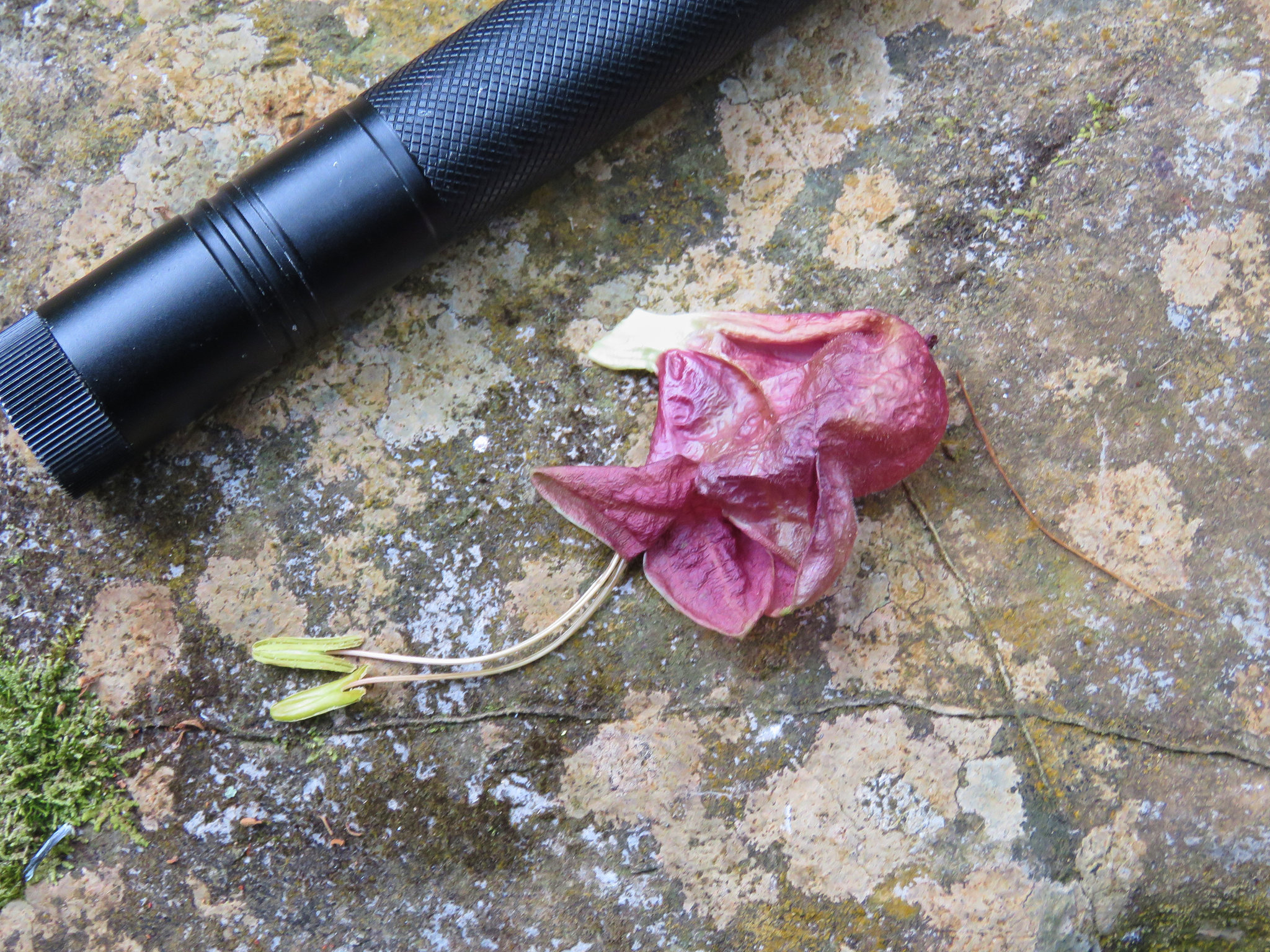 Louteridium donnell-smithii S.Watson