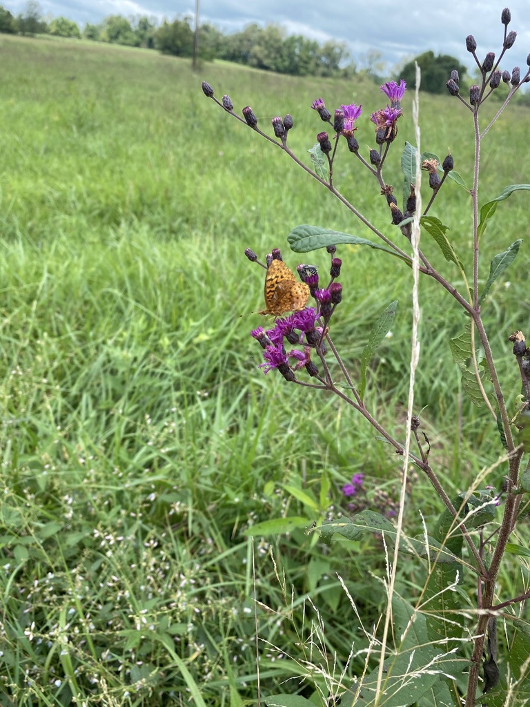 Meadow Fritillary from Bedford Rd, Jeffersonville, KY, US on September ...