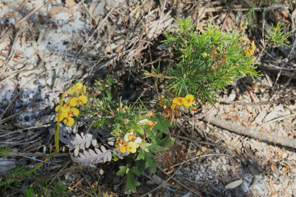 Smooth Parrot-pea from Central Coast NSW, Australia on October 10, 2023 ...