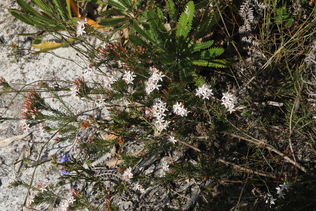 Fringe Myrtle from Central Coast NSW, Australia on October 10, 2023 at ...