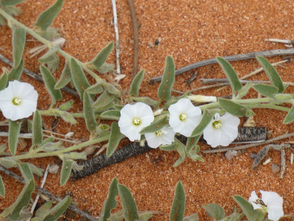 Bonamia media from welford national park on November 23, 2022 at 11:47 ...