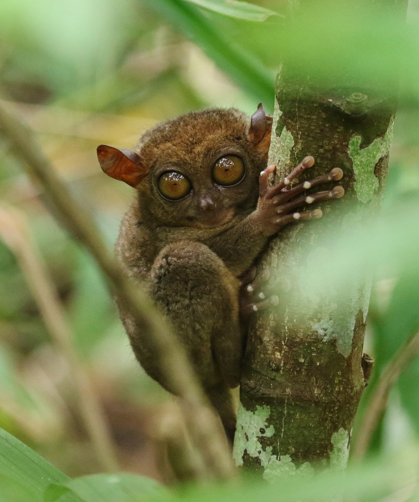 Philippine Tarsier (Carlito syrichta) - Know Your Mammals