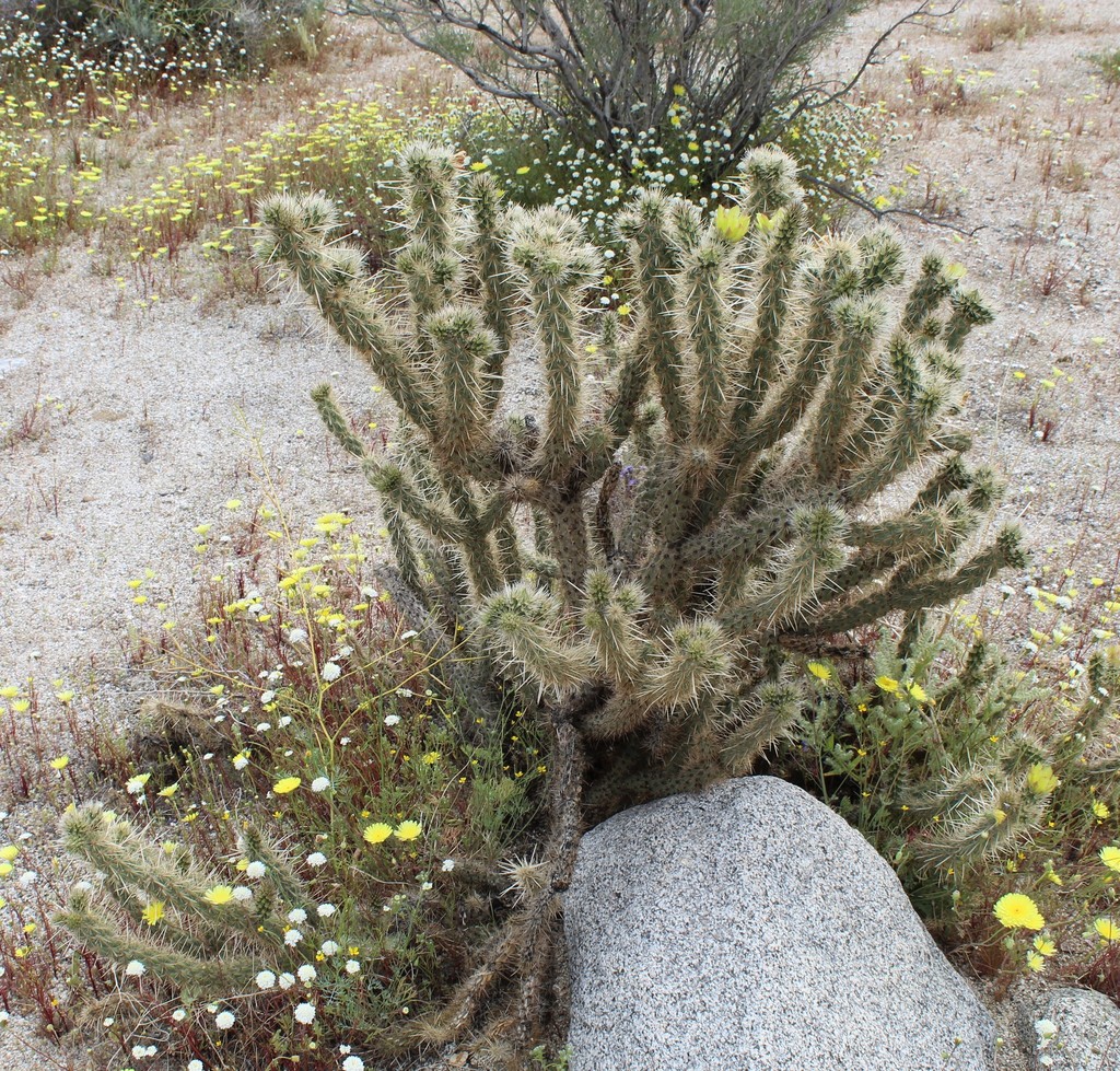 Gander's cholla from San Diego County, CA, USA on March 26, 2019 at 12: ...