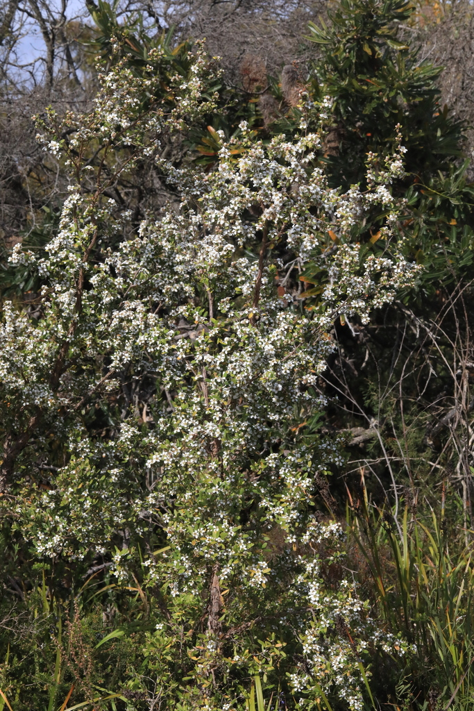 Paperbark Tea Tree from Central Coast NSW, Australia on October 10 ...