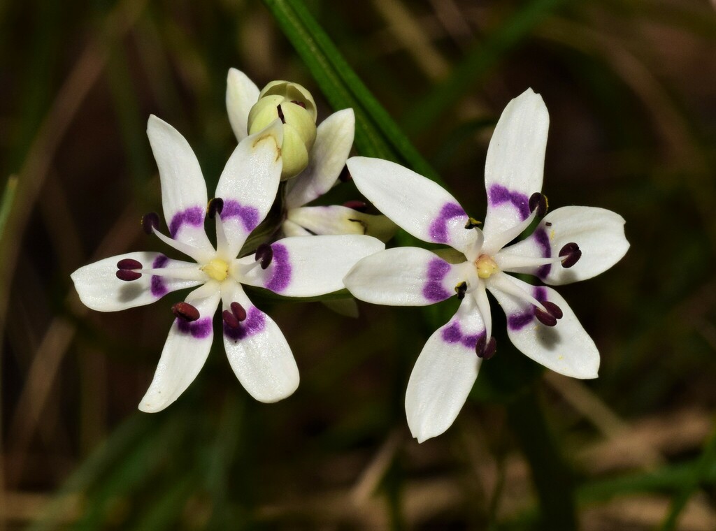 Early Nancy in September 2023 by Mike and Cathy Beamish · iNaturalist