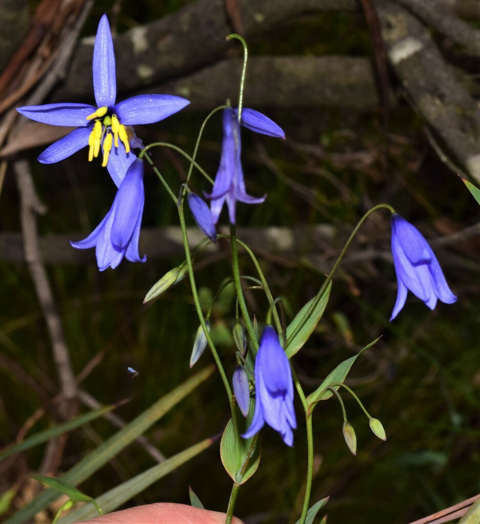 nodding blue lily in September 2023 by Mike and Cathy Beamish · iNaturalist